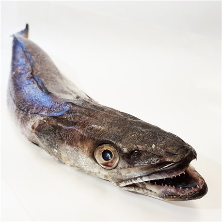 Poissons (2) - Tout le monde s'y retrouve